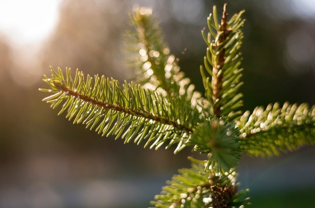 Mass Timber - Cross-laminated Timber - Glulam - Kalesnikoff